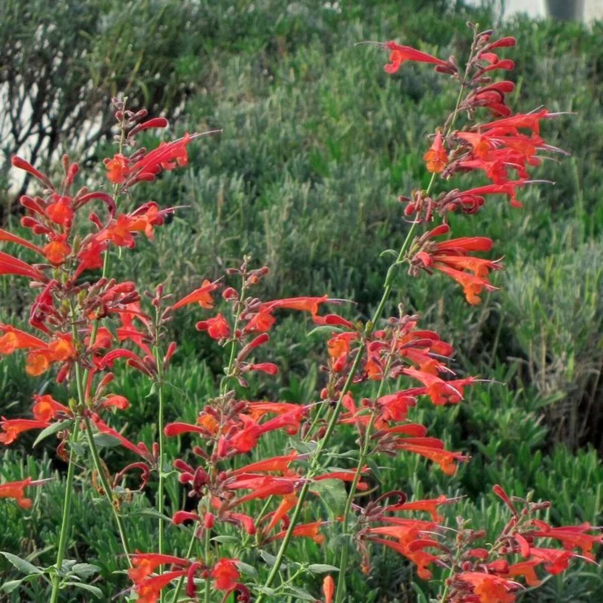 Agastache Aurantiaca Coronado Red Hyssop | SiteOne US