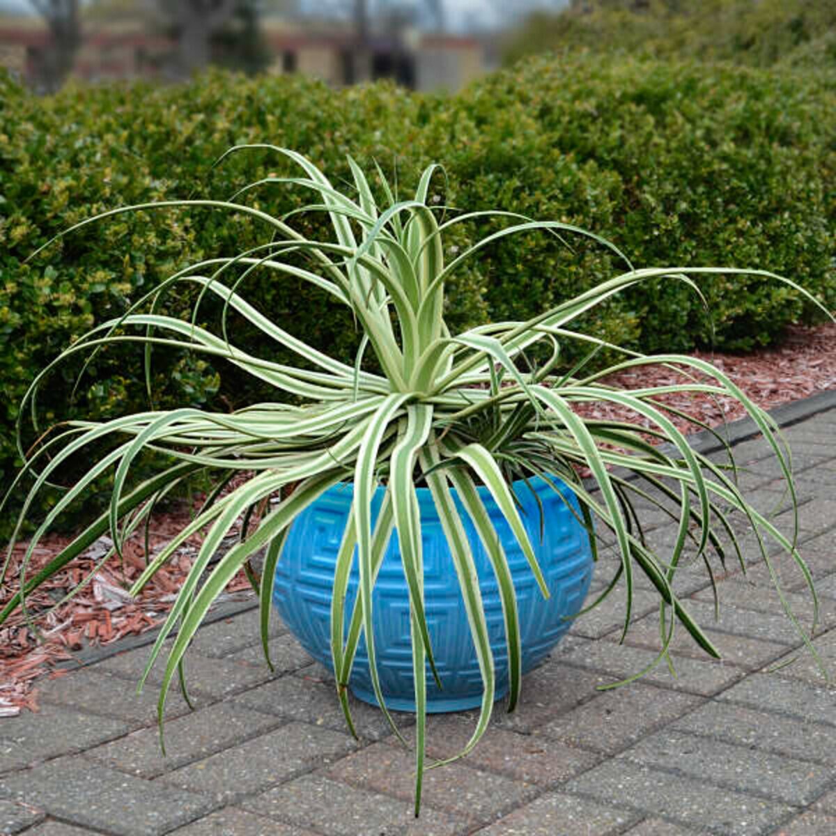Agave Attenuata Monterrey Frost Squid Agave | SiteOne US