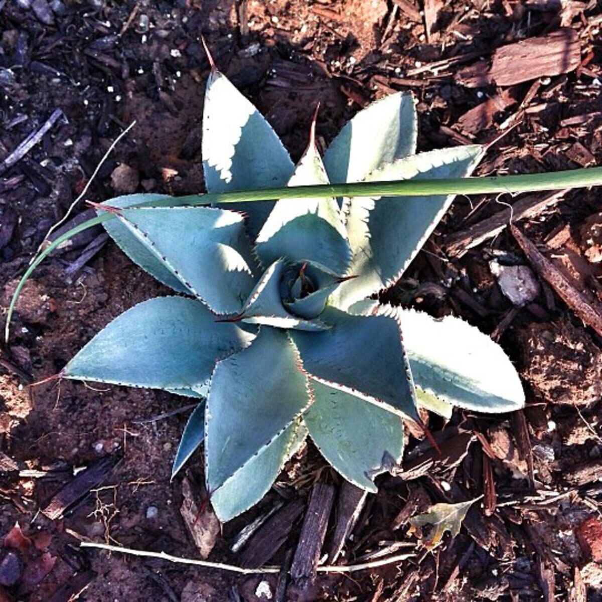 Agave Pygmae Dragon Toes Century Plant | SiteOne US