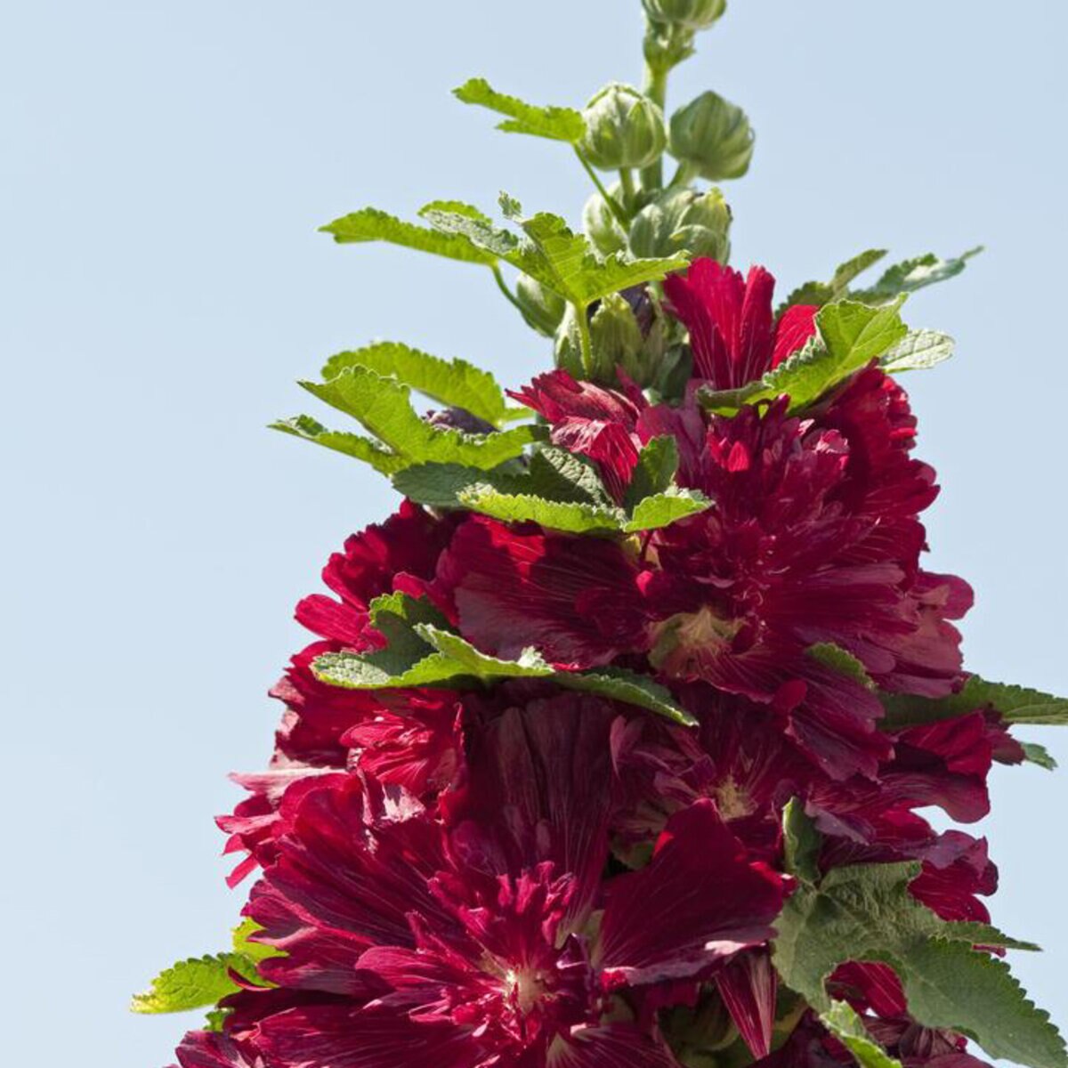 Alcea Rosea Annua Spring Celebrities Spring Celebrities Purple ...