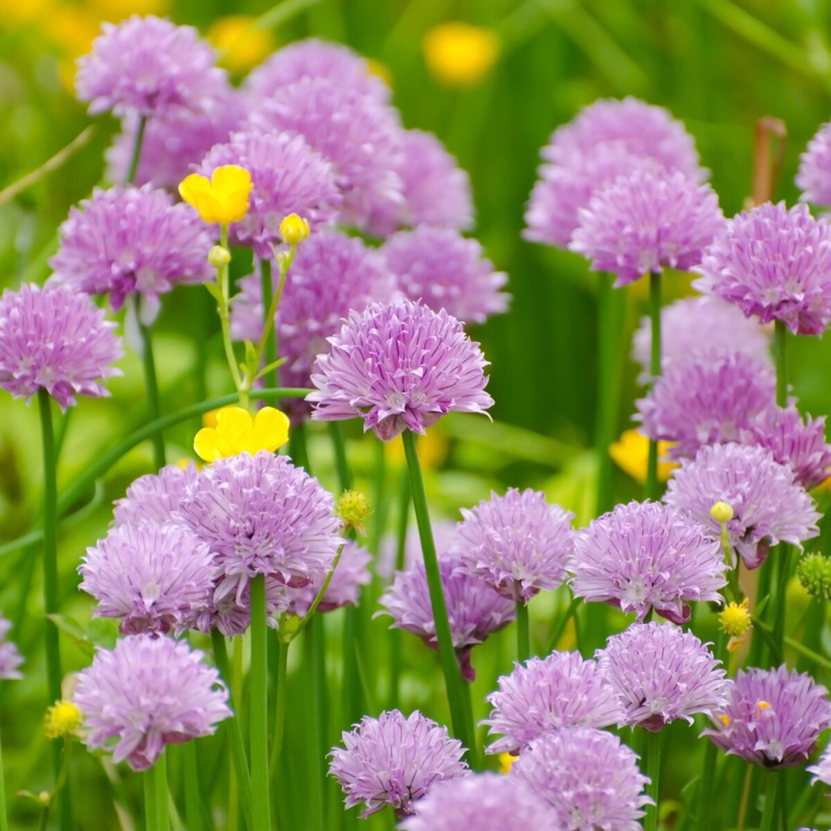 Allium X Chivette Chives | SiteOne
