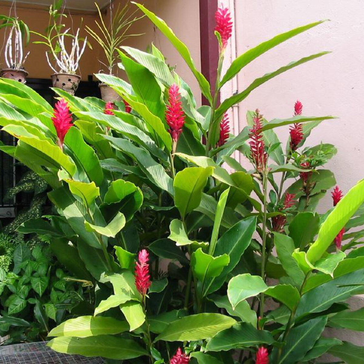 Alpinia Purpurata Red Ginger | SiteOne US