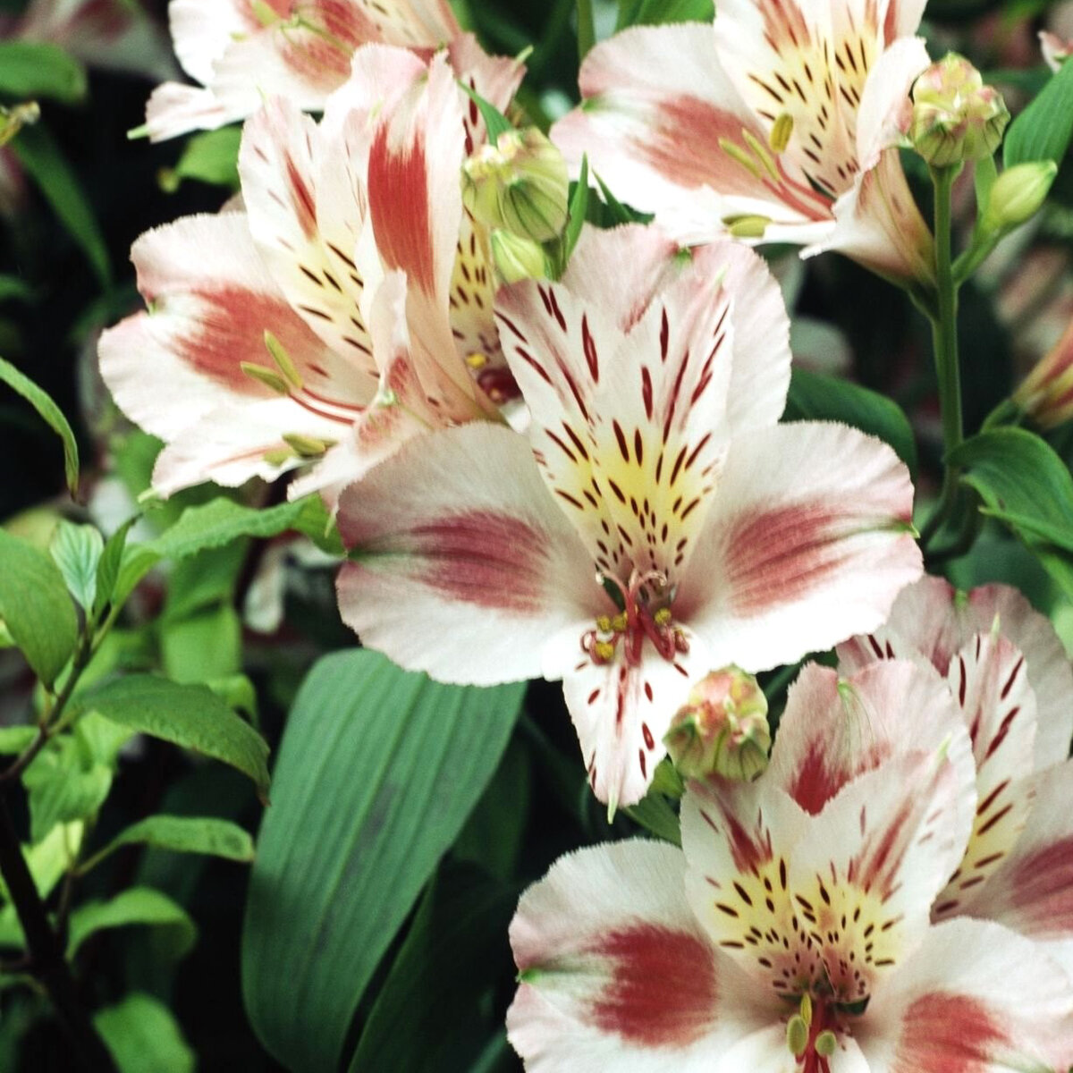 Alstroemeria X Inca Sweety Peruvian Lily | SiteOne
