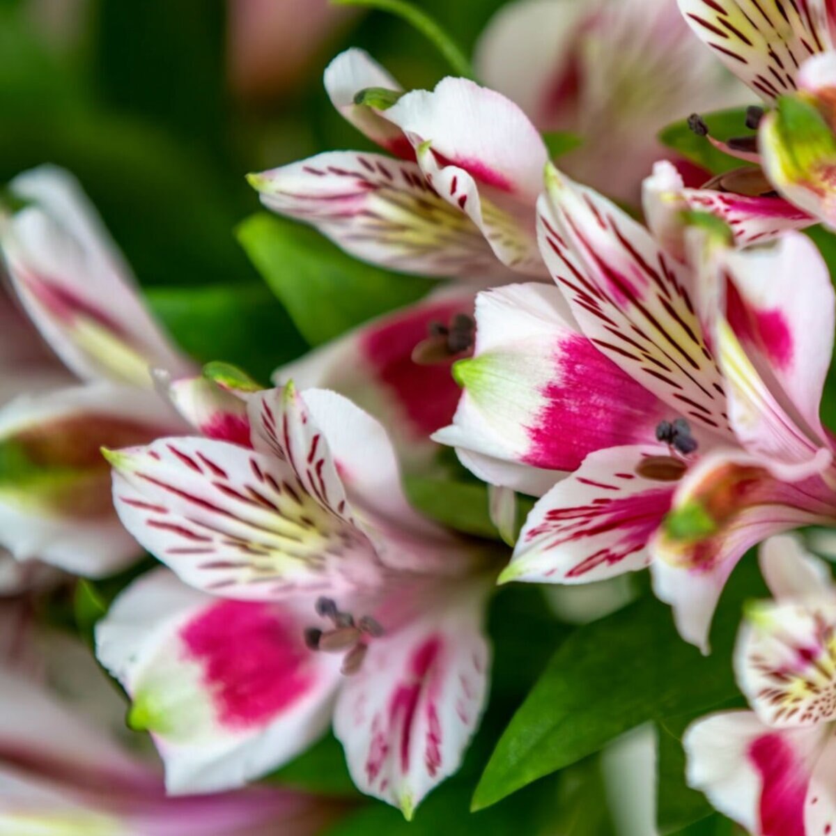 Alstroemeria X Inca Viper Peruvian Lily | SiteOne US