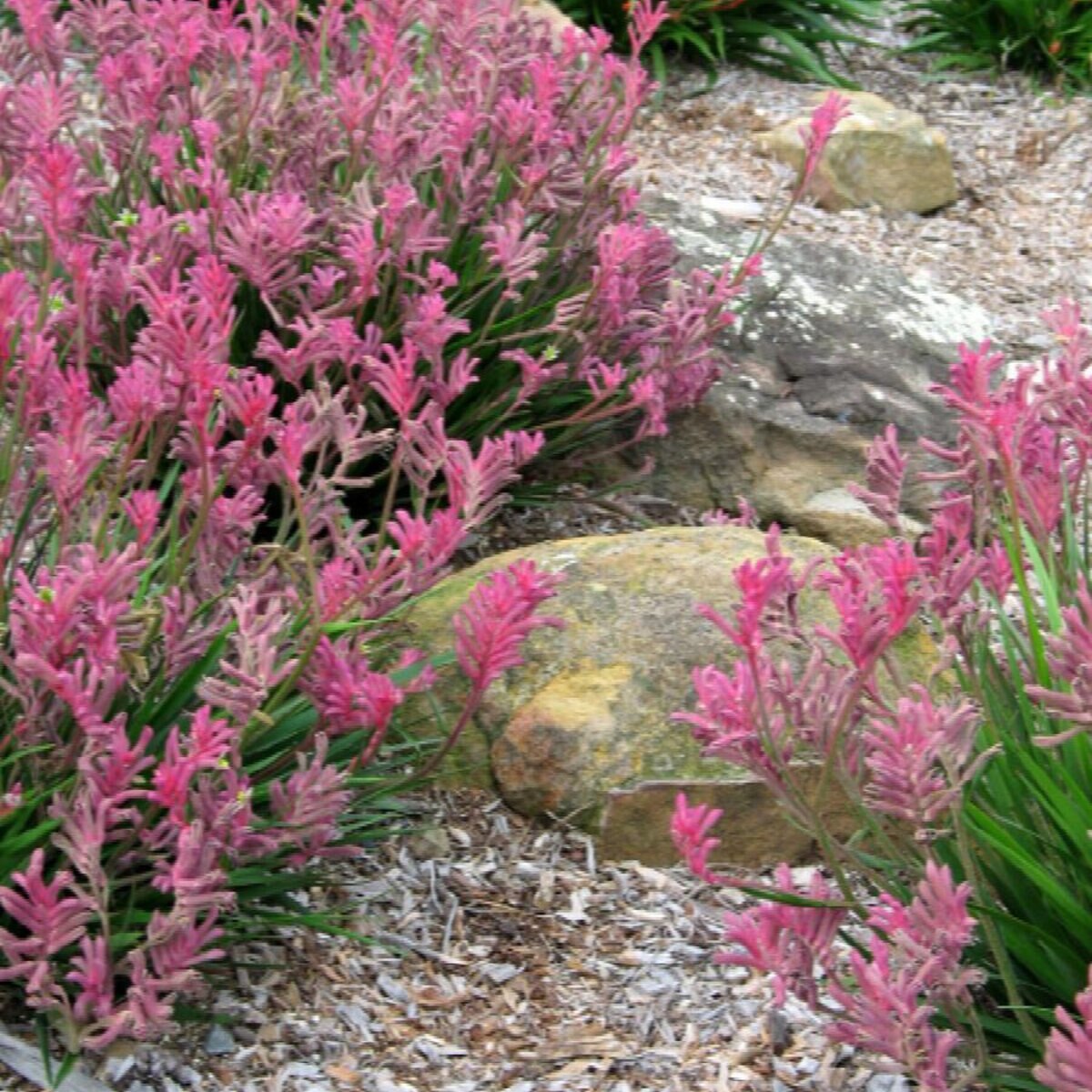 Anigozanthos X Bush Gems Bush Pearl Kangaroo Paws | SiteOne