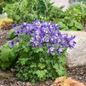 Aquilegia Caerulea Columbine | SiteOne US
