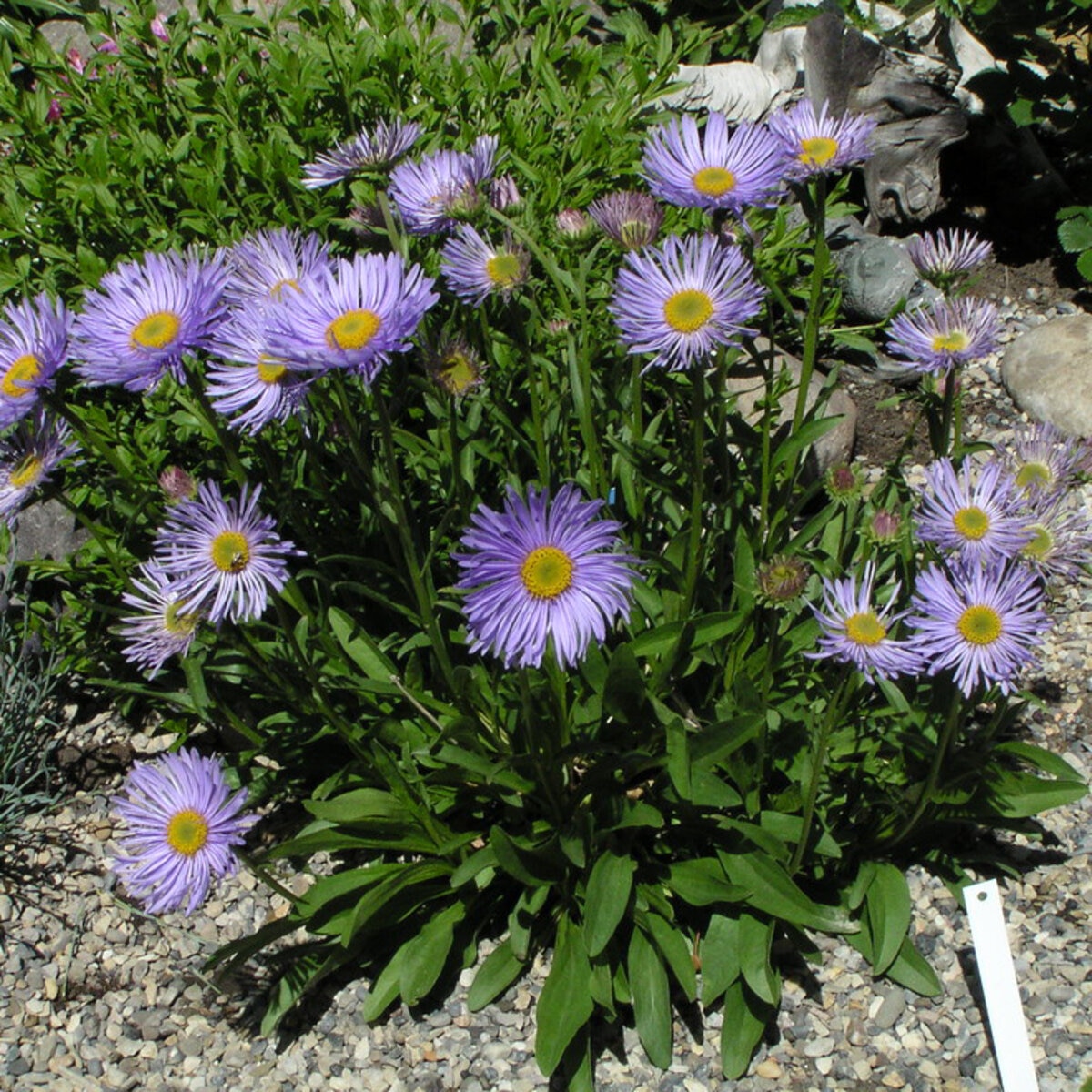 Aster alpinus Goliath Alpine Aster | SiteOne US