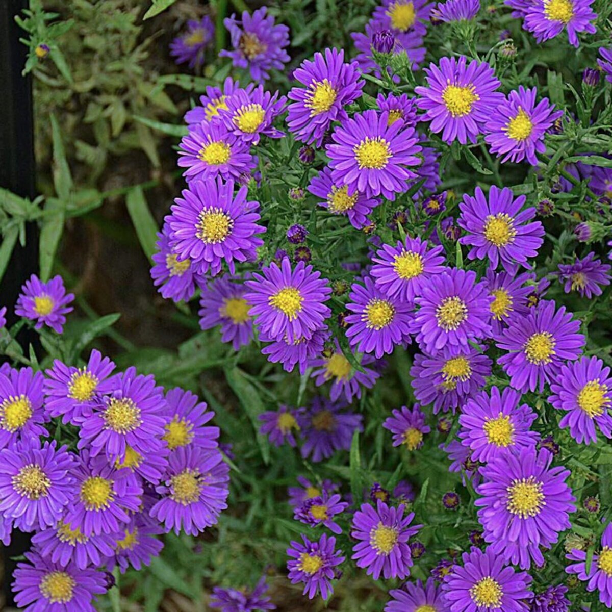 Aster X Kickin Purple Aster | SiteOne US