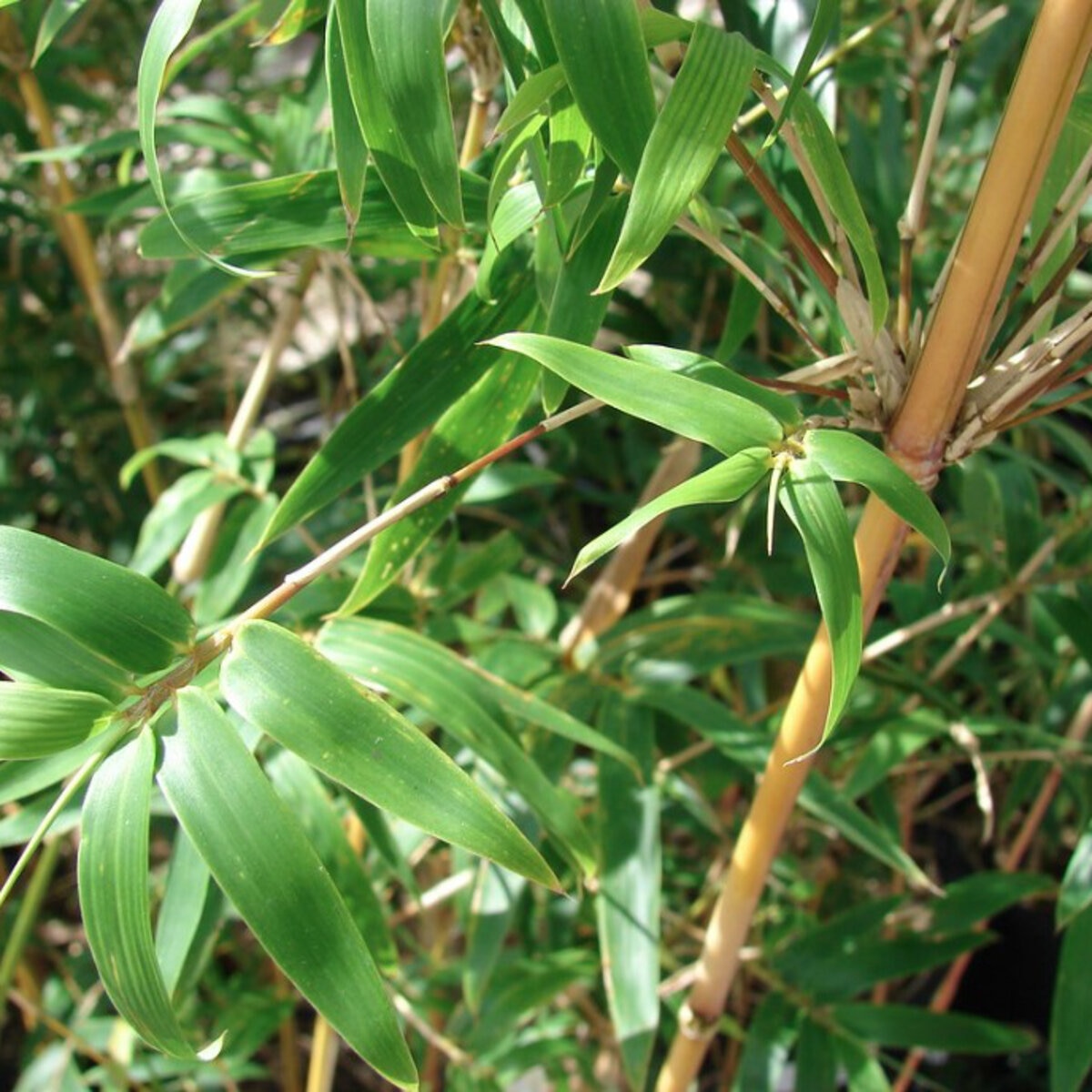 Bambusa Multiplex Fernleaf Clumping Bamboo | SiteOne US