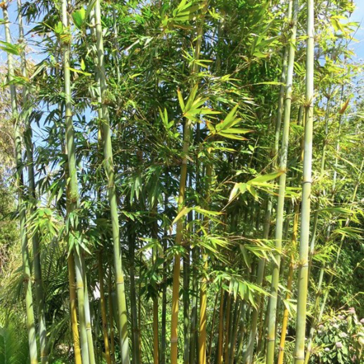 Bambusa Textilis var. Gracilis Slender Weavers Bamboo | SiteOne US