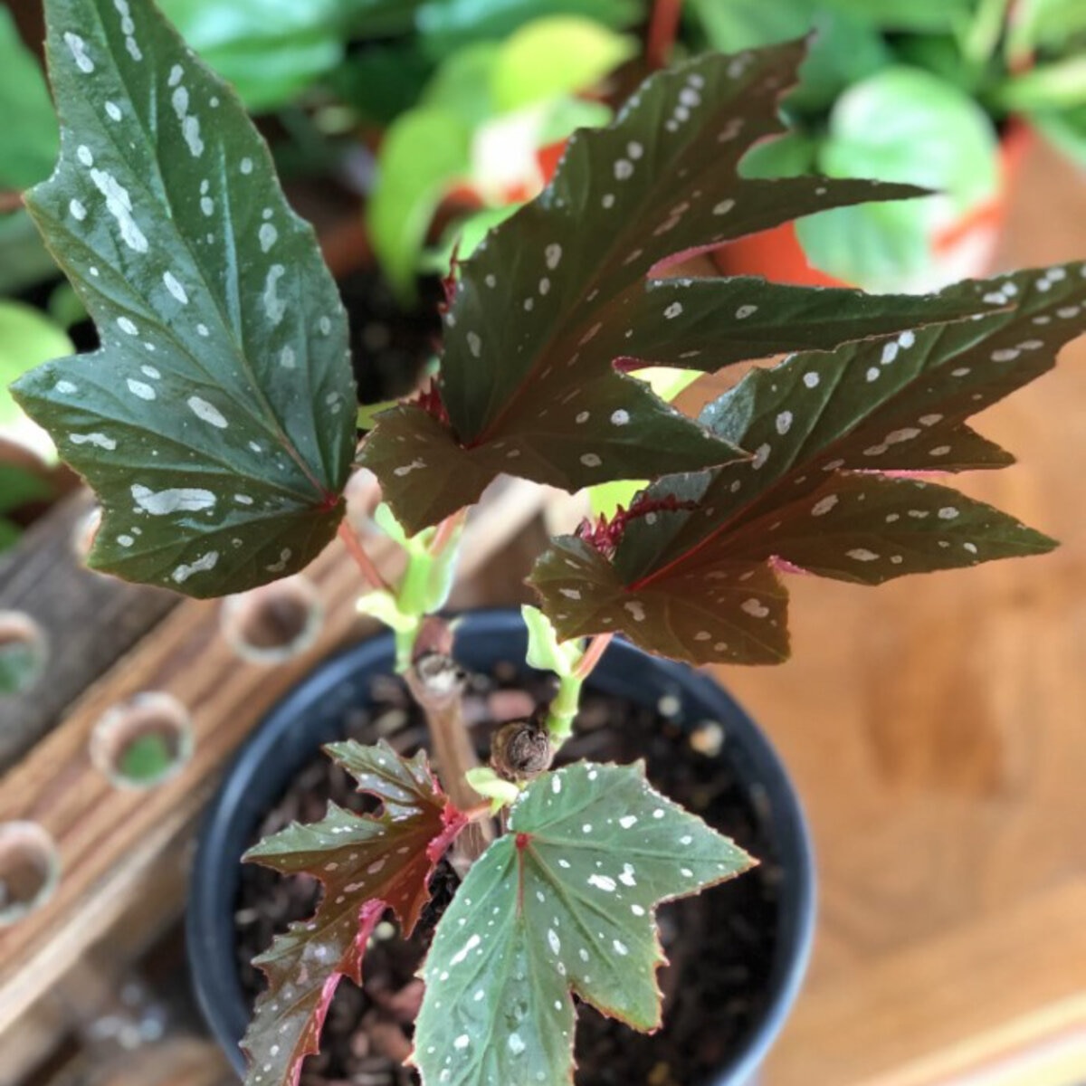Begonia X Hybrida Sophie Cecile Cane Begonia | SiteOne