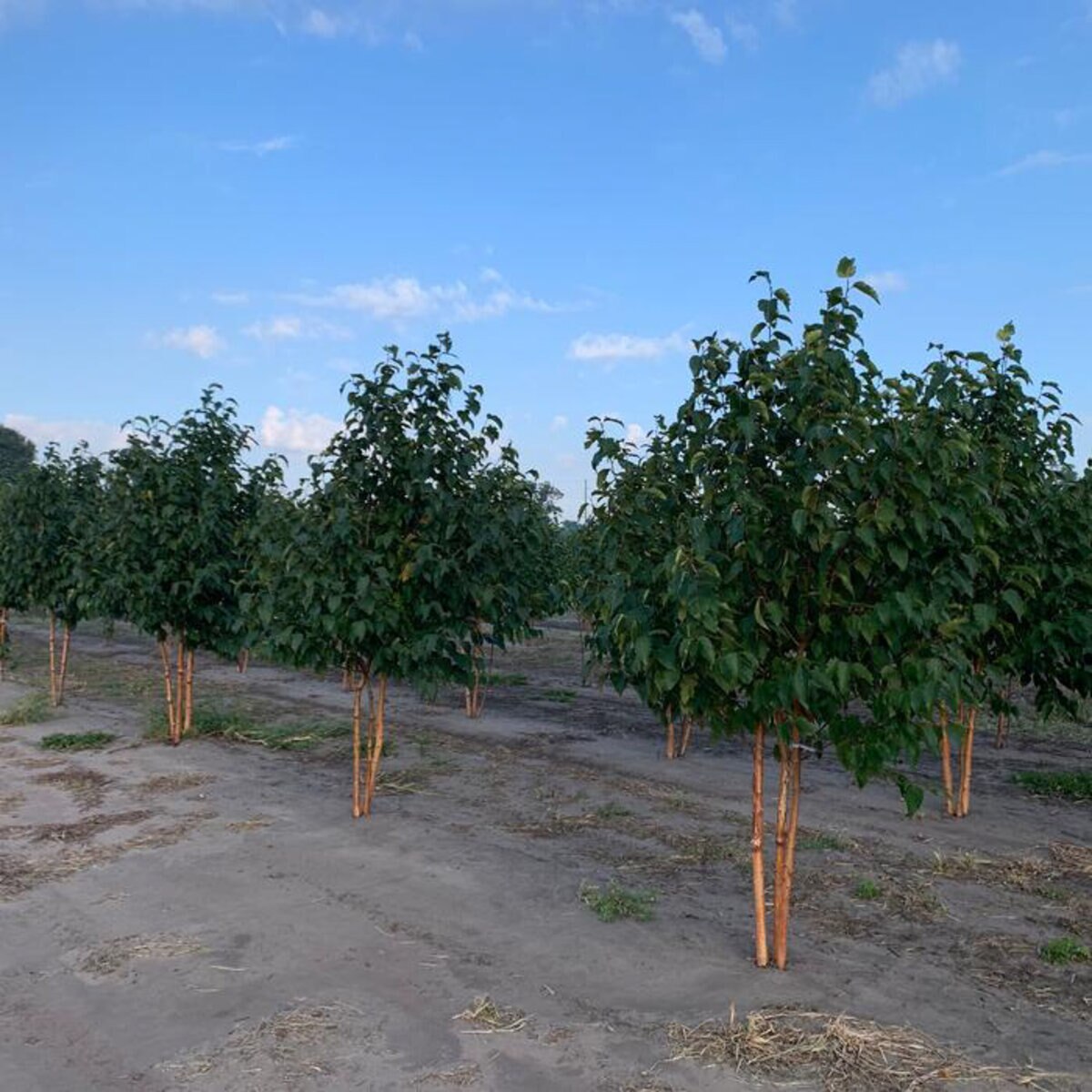 Betula Papyrifera Renaissance Oasis Paper Birch | SiteOne US