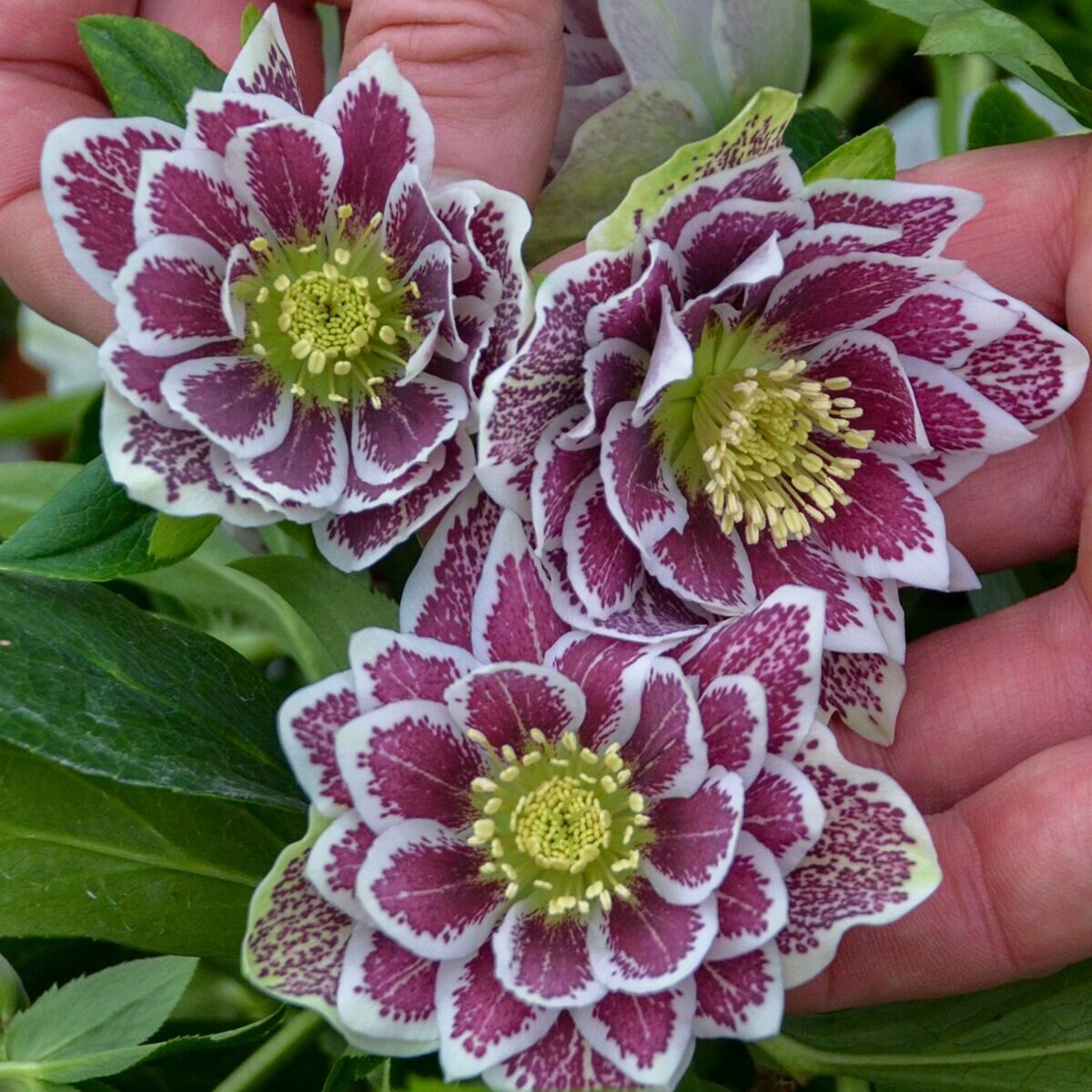 Helleborus X Wedding Party Shotgun Wedding Lenten Rose | SiteOne US