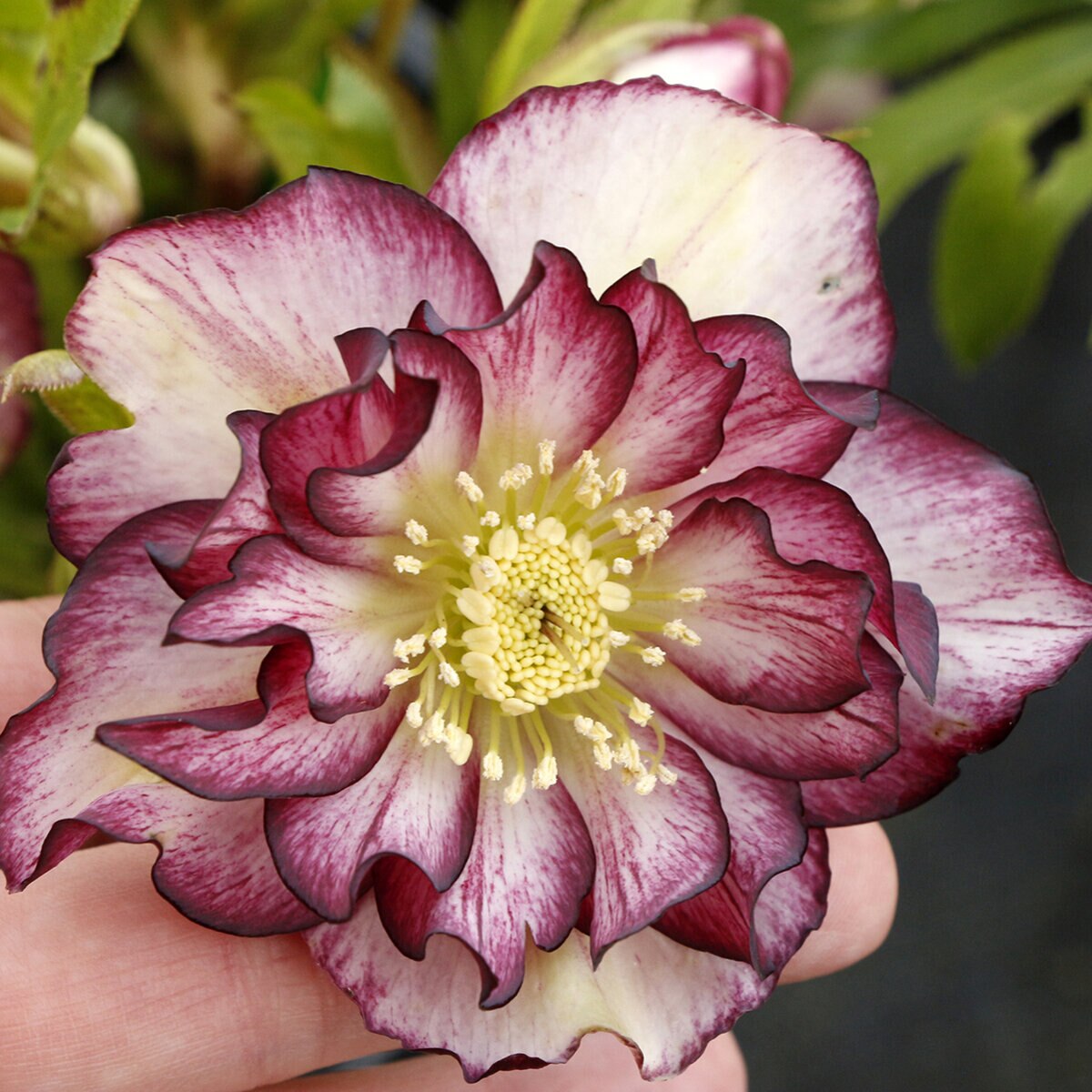 Helleborus X North Star Garnet Frills Lenten Rose | SiteOne US