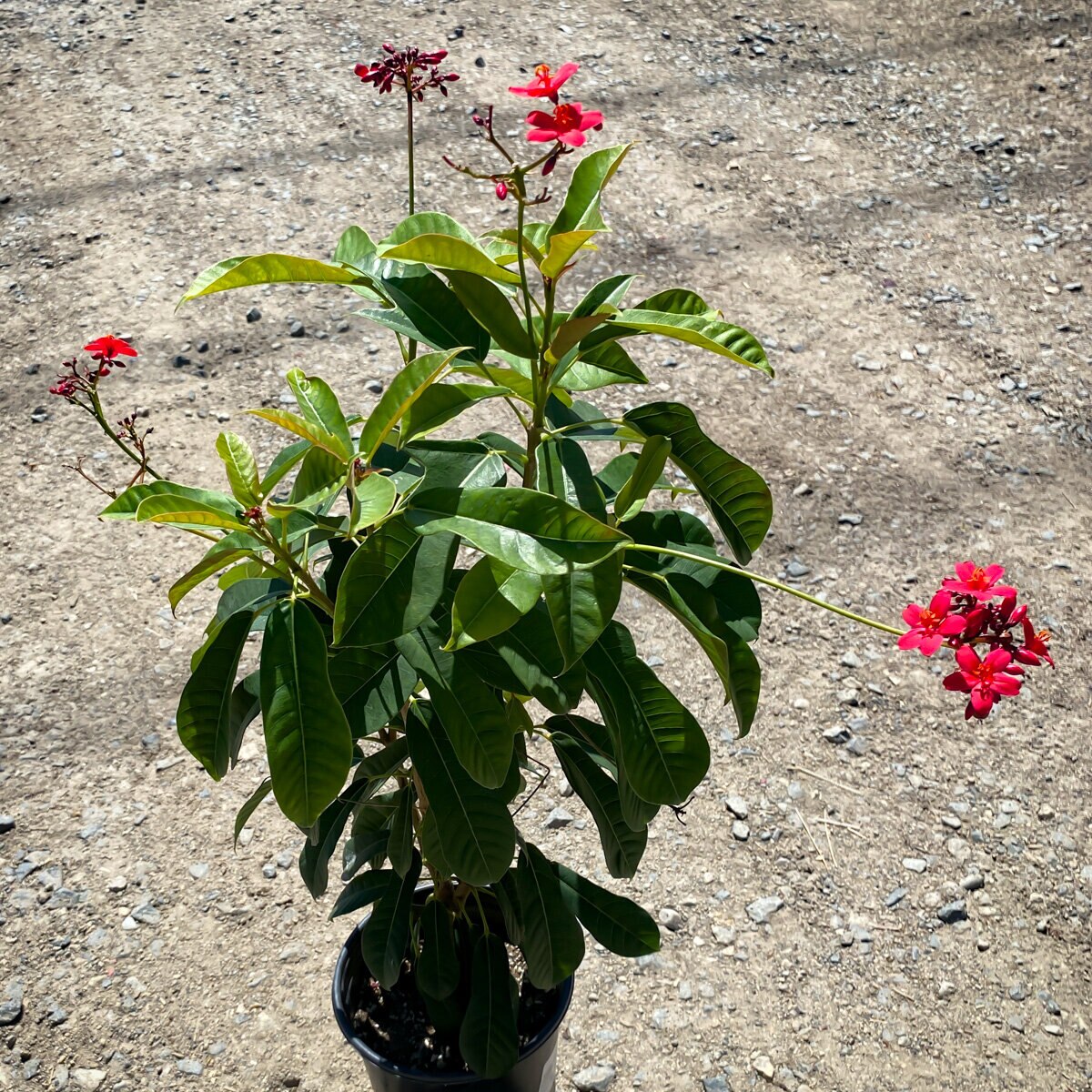 Jatropha multifida Coral Plant | SiteOne US