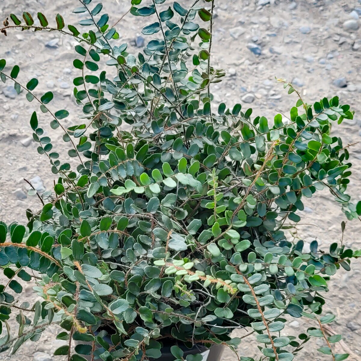 Pellaea Rotundifolia Button Fern | SiteOne