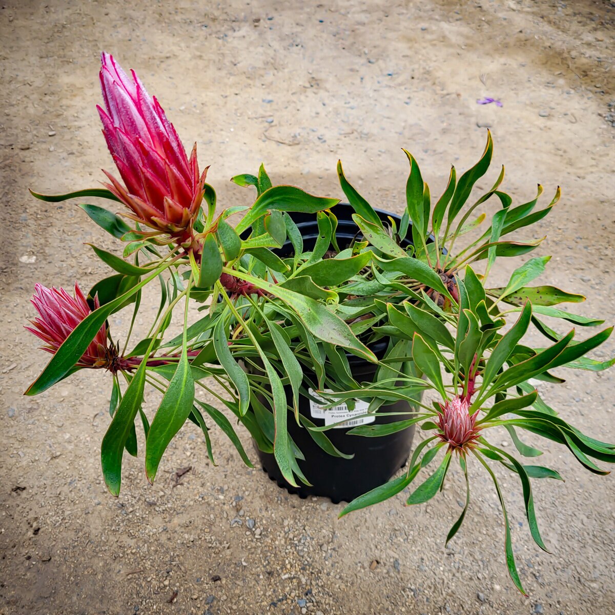 Protea Cynaroides Mini King King Protea | SiteOne US