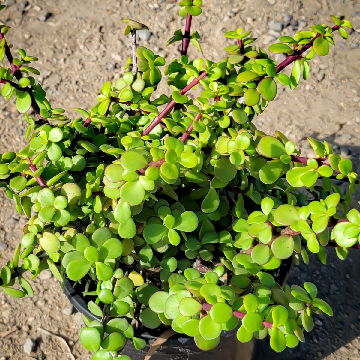 Portulacaria Afra Minima Trailing Elephant Bush | SiteOne US