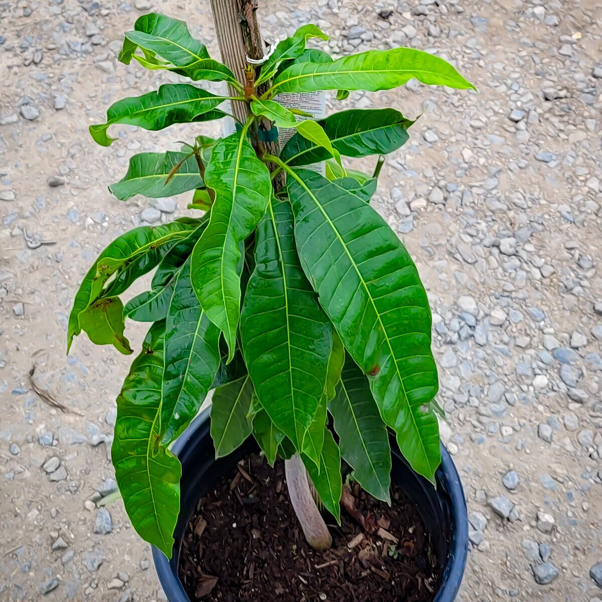Mangifera Indica Manila Mango | SiteOne