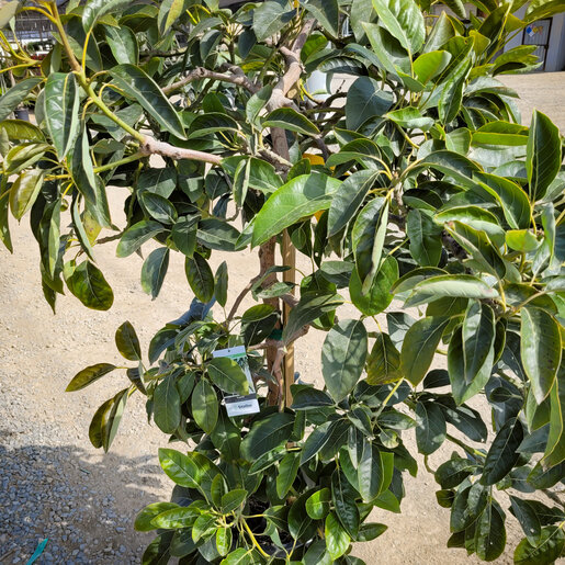 fuerte avocado tree