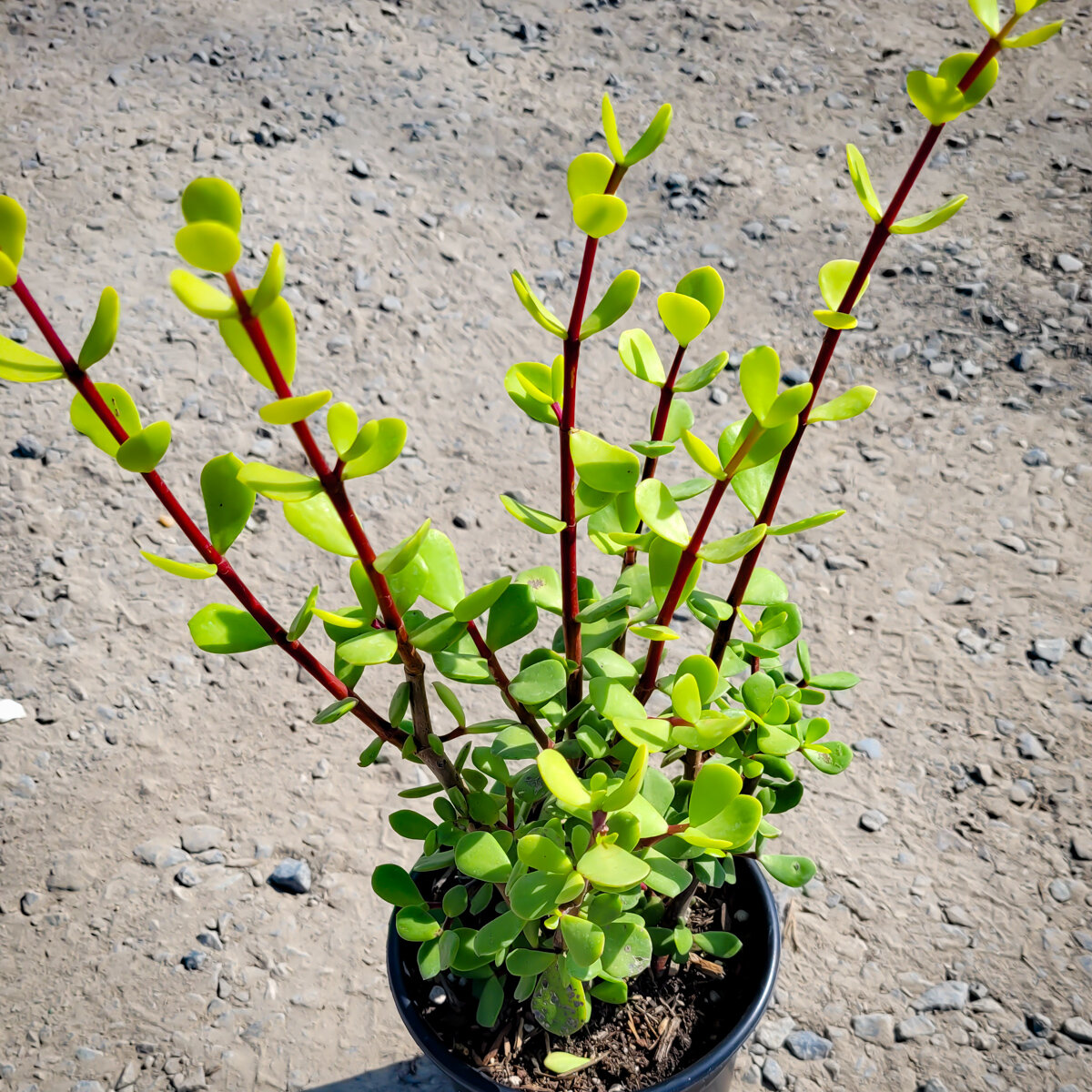 Portulacaria Afra Macrophylla Large Leaf Elephant Bush | SiteOne US