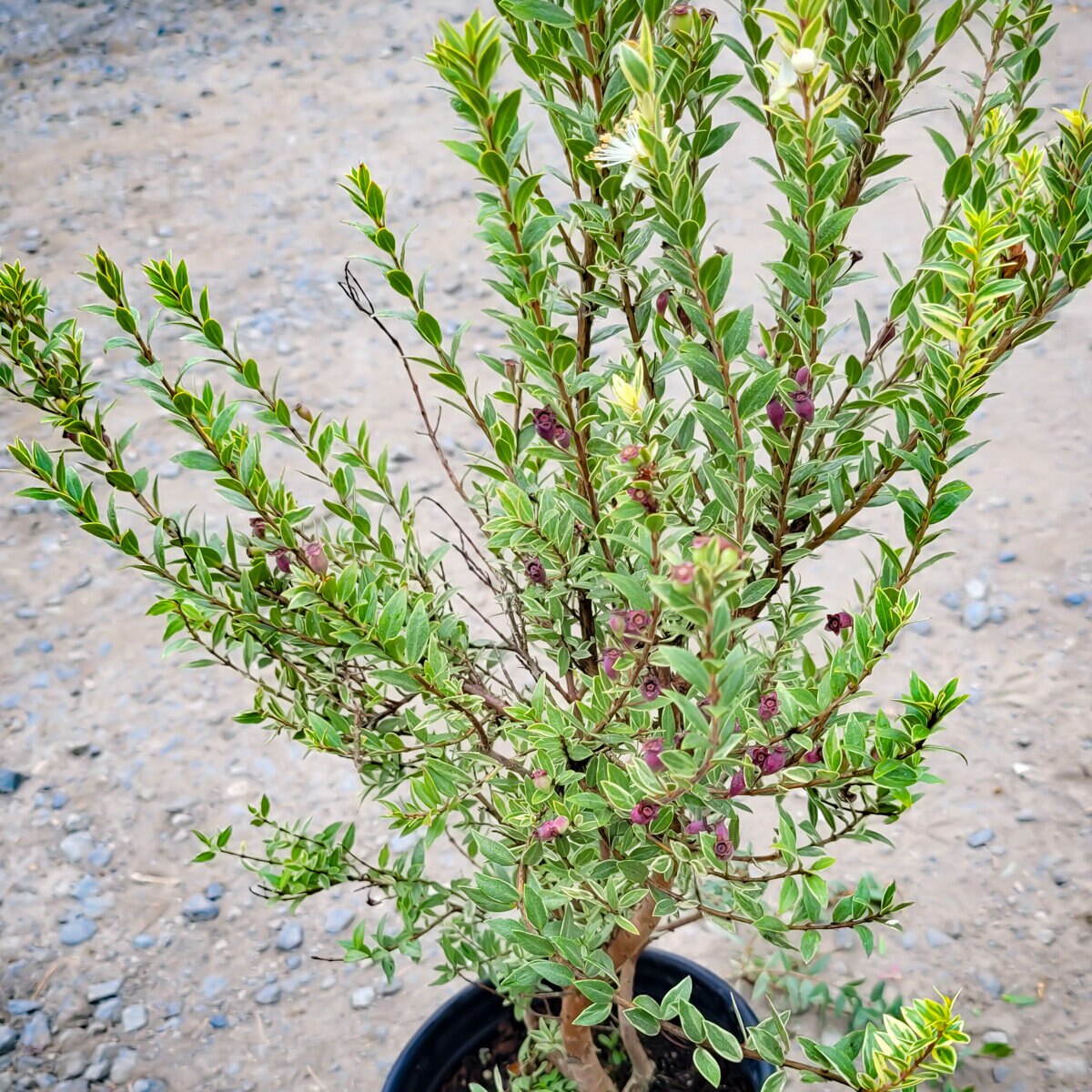 Myrtus Communis Compacta Variegata Dwarf Myrtle | SiteOne US