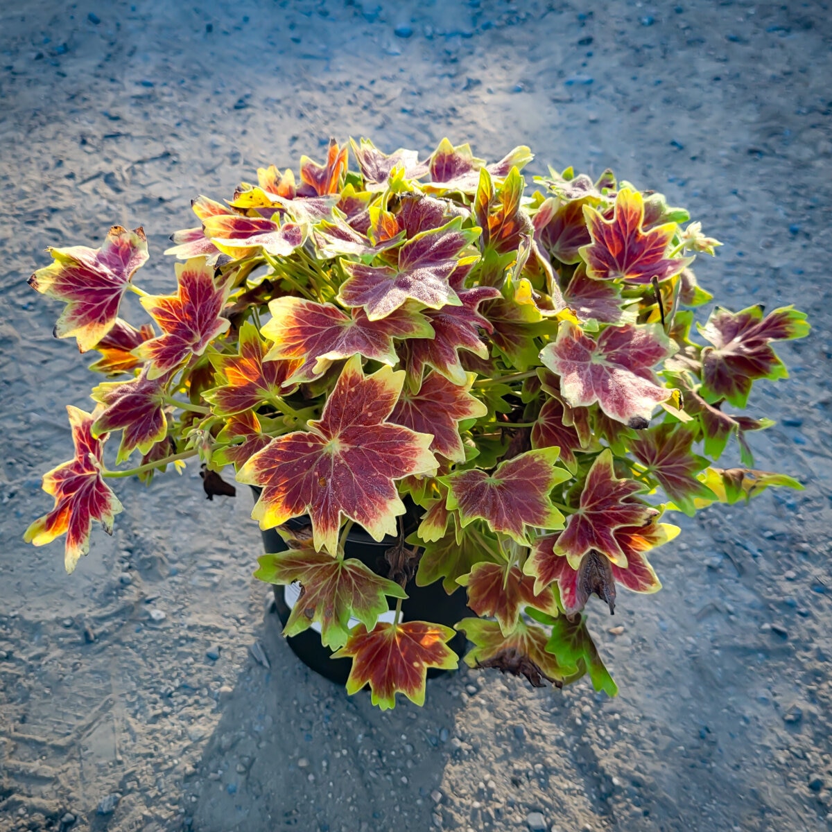 Pelargonium Vancouver Centennial Zonal Geranium | SiteOne US