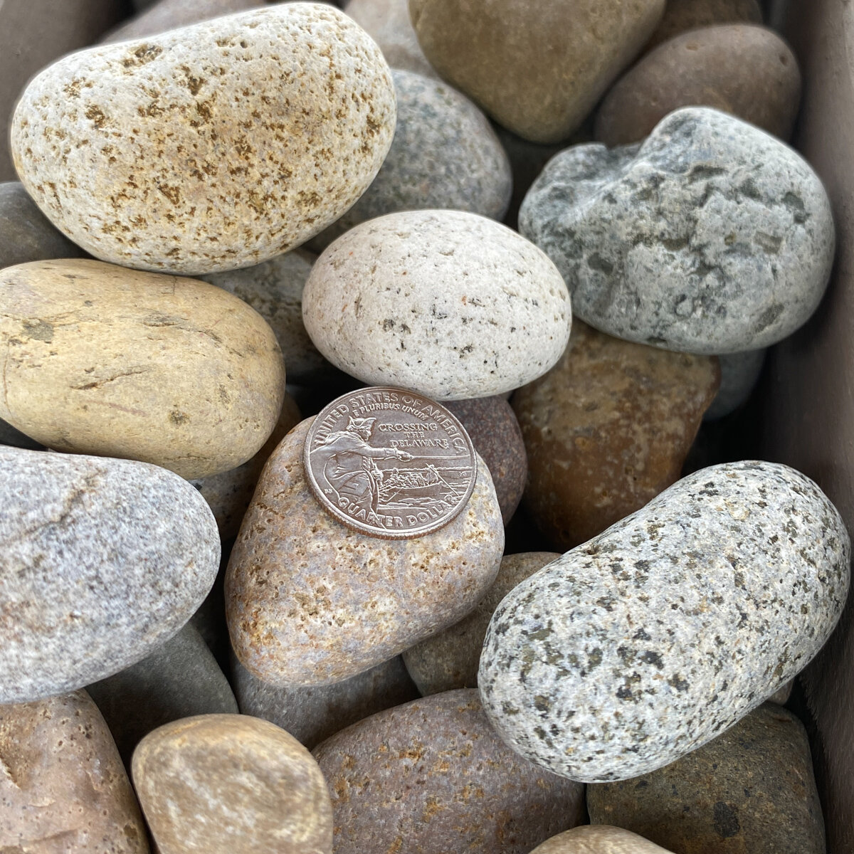 Bagged Mexican Beach Pebbles Buff 1/2 - 1 in. (75 lb. Bag) | SiteOne US