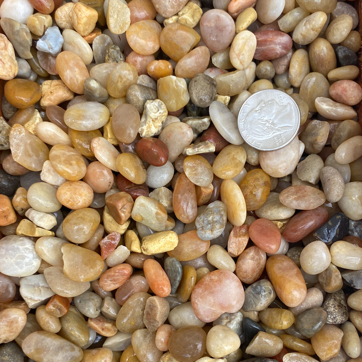 Bagged Salmon Bay Pebbles 1/2 in. (75 lb. Bag) | SiteOne US