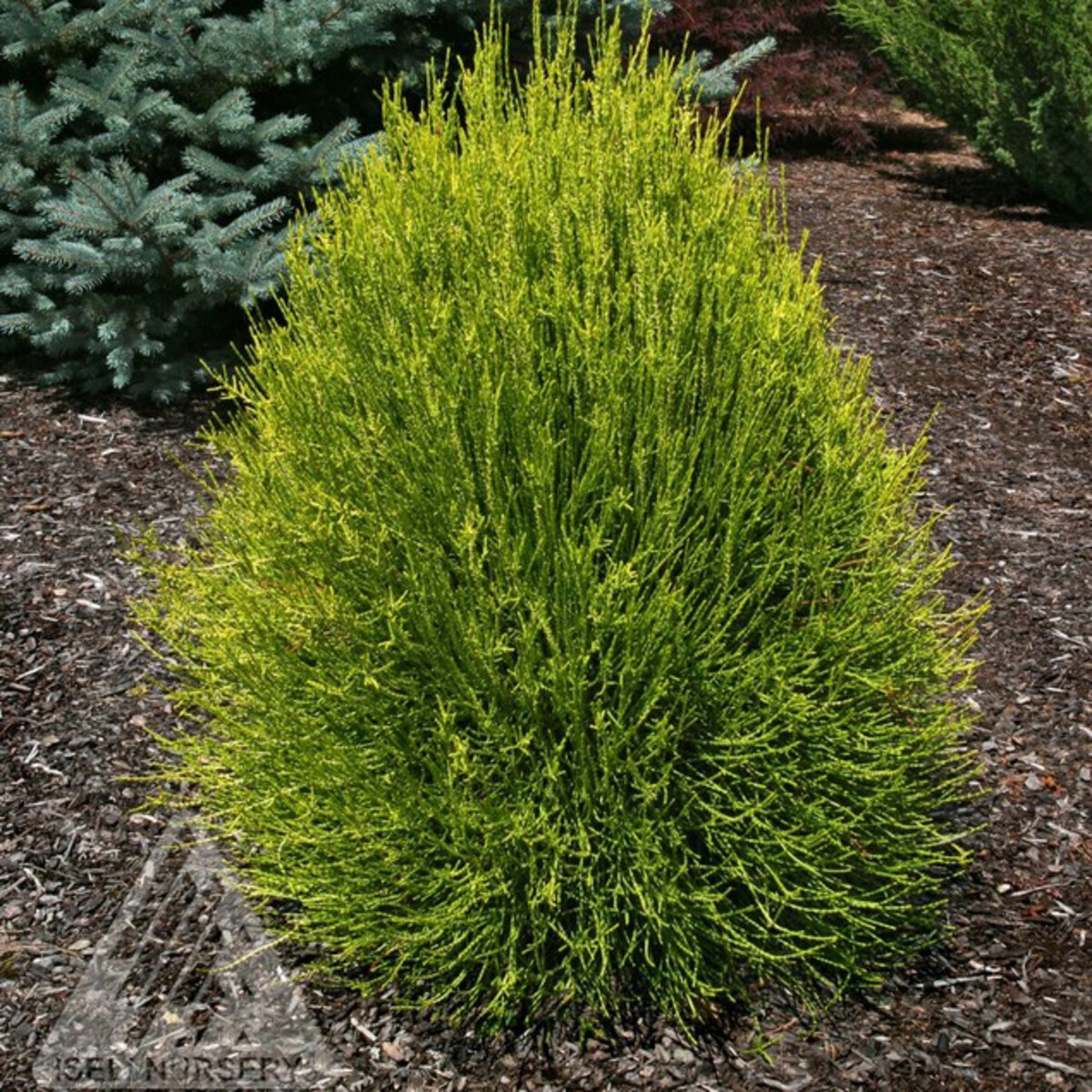 Platycladus (Thuja) orientalis Franky Boy Chinese Arborvitae | SiteOne US