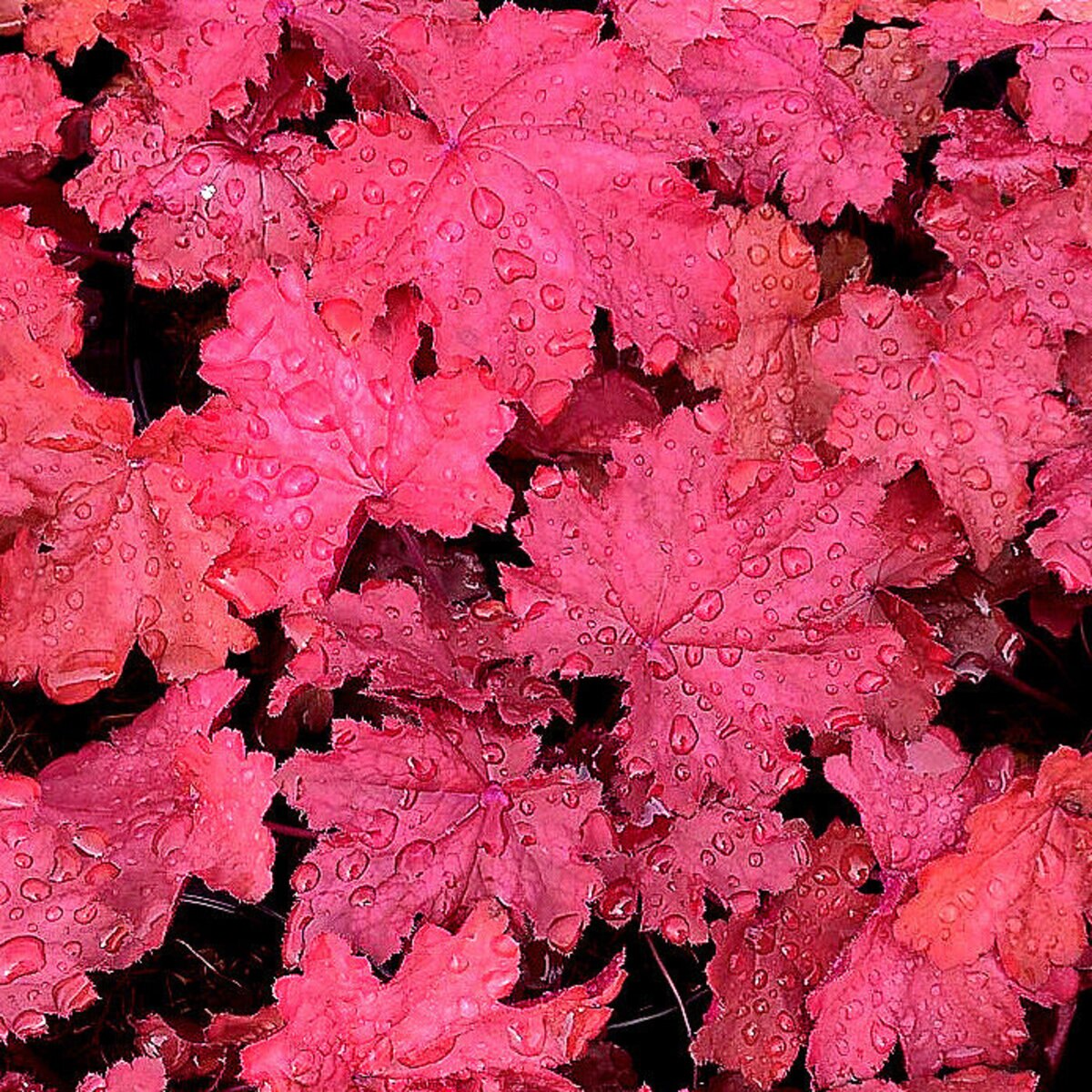Heuchera X Magma Coral Bells | SiteOne US