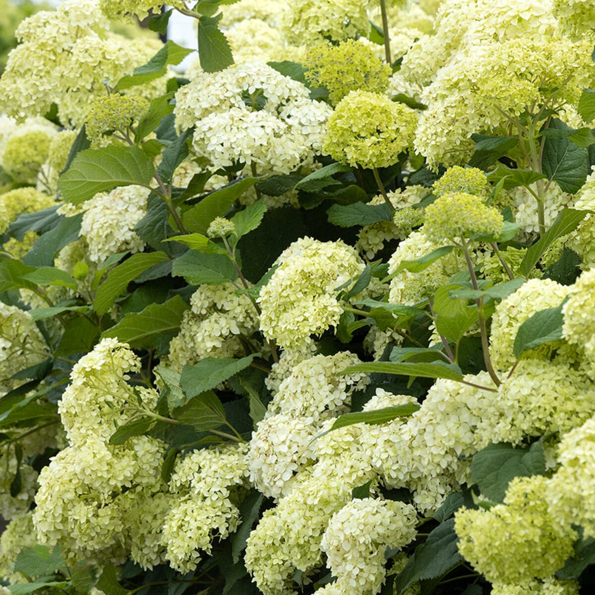 Hydrangea Arborescens Seaside Serenade Bar Harbor Smooth Hydrangea ...