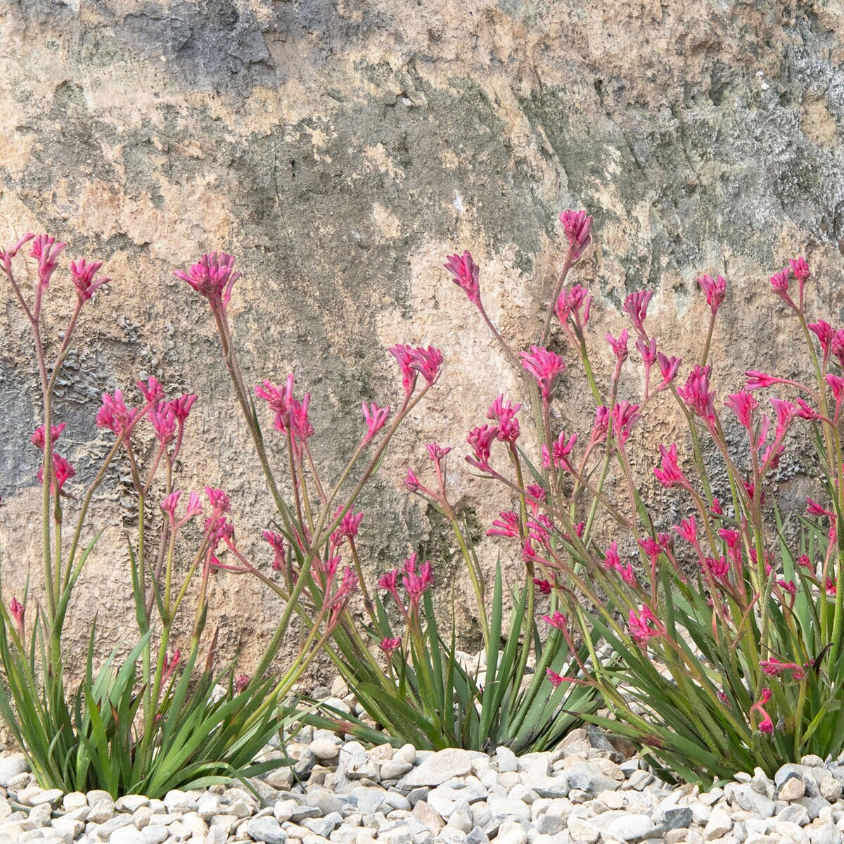 Anigozanthos X Kanga Kanga Pink Kangaroo Paws | SiteOne