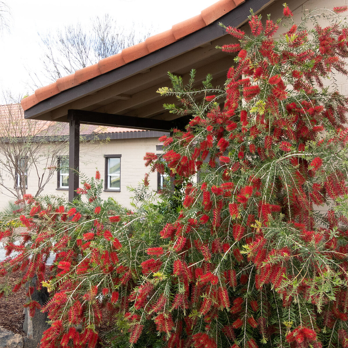 Callistemon Viminalis Slim Bottlebrush | SiteOne