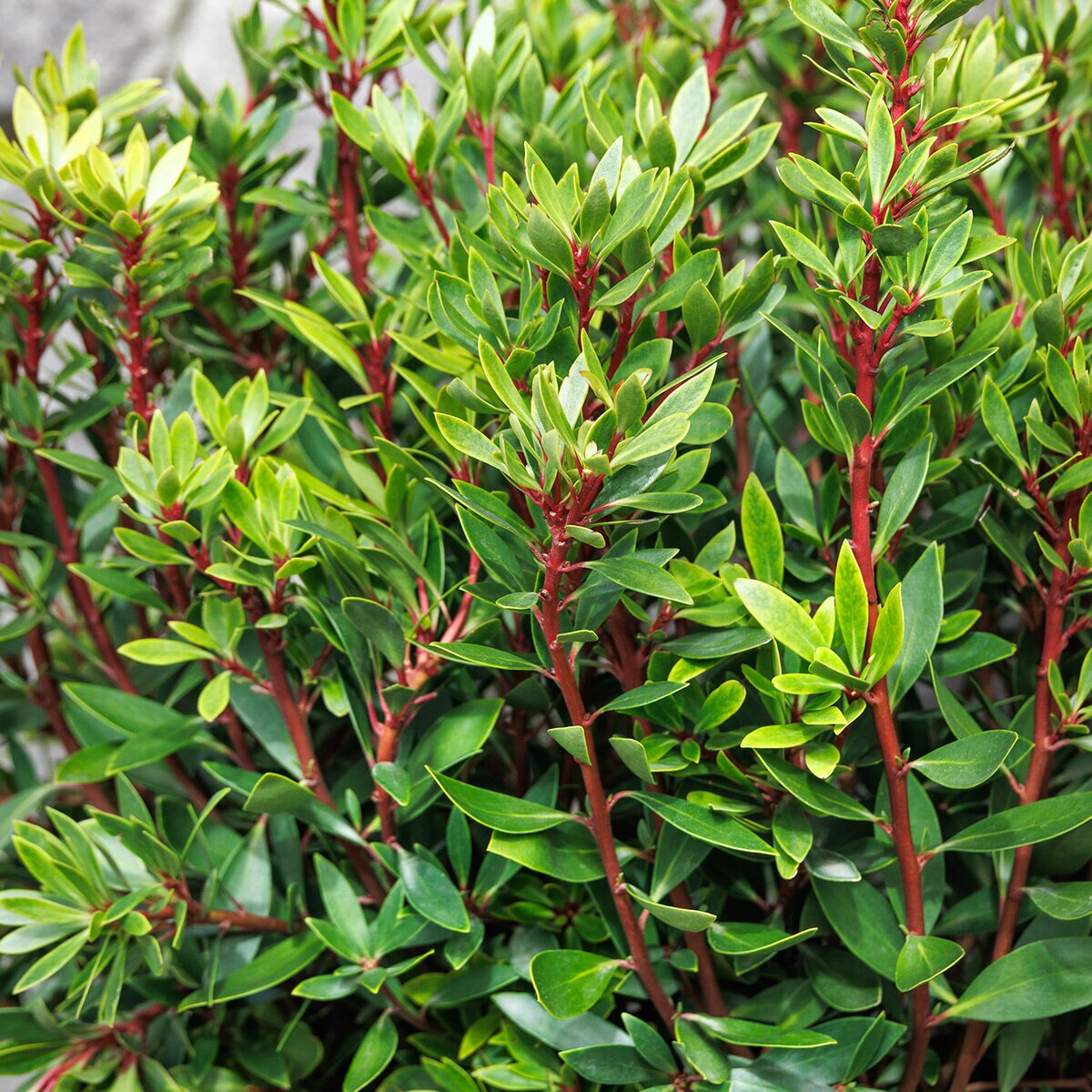 Drimys Lanceolata Mountain Pepper | SiteOne US