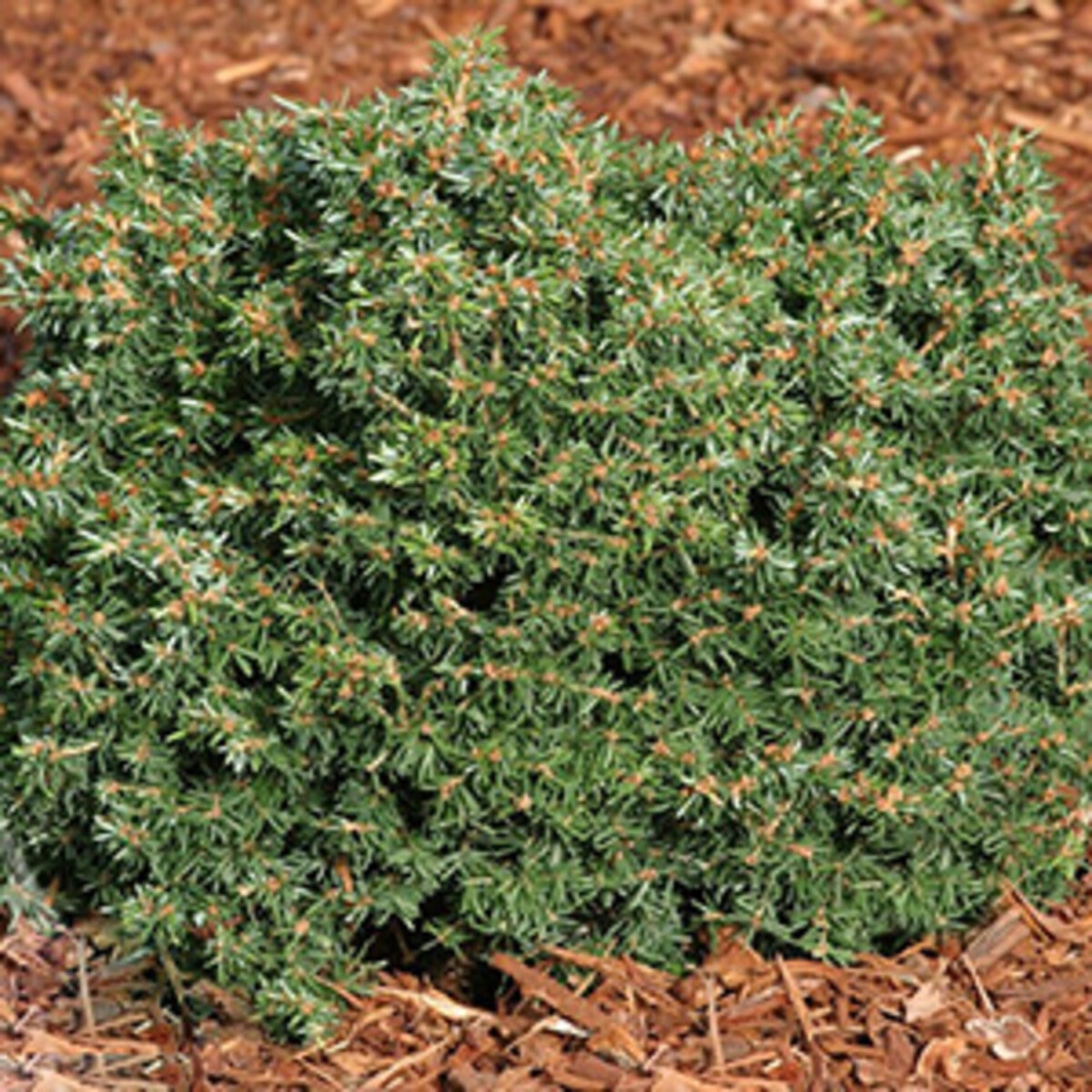 Tsuga Canadensis Abbot's Pygmy Canadian Hemlock | SiteOne US