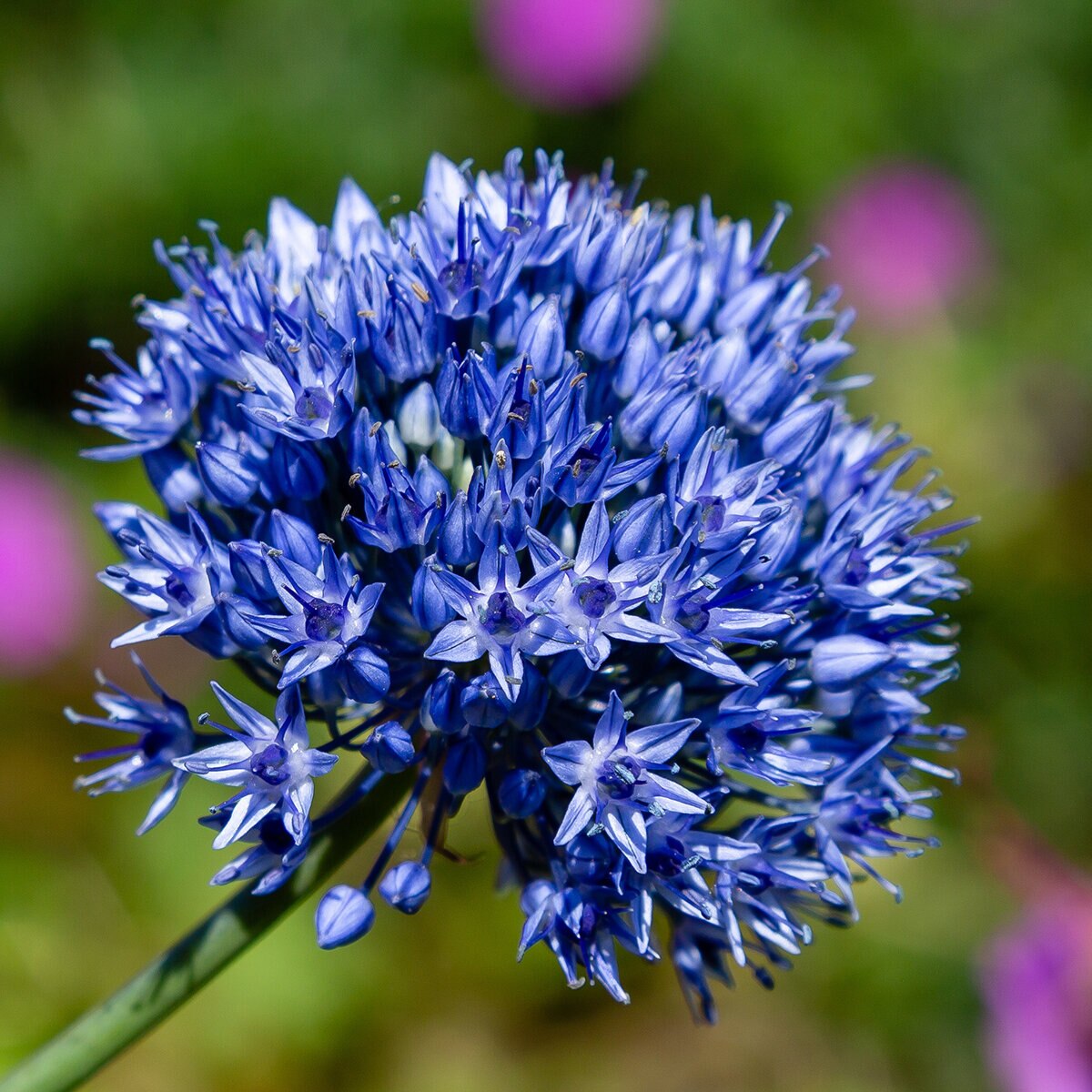 Allium Bulb Blue Caeruleum Ornamental Onion | SiteOne US