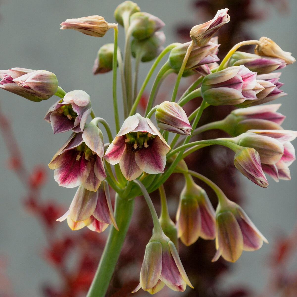 Allium Bulb Sicilian Nectaroscordum Siculum Ornamental | SiteOne