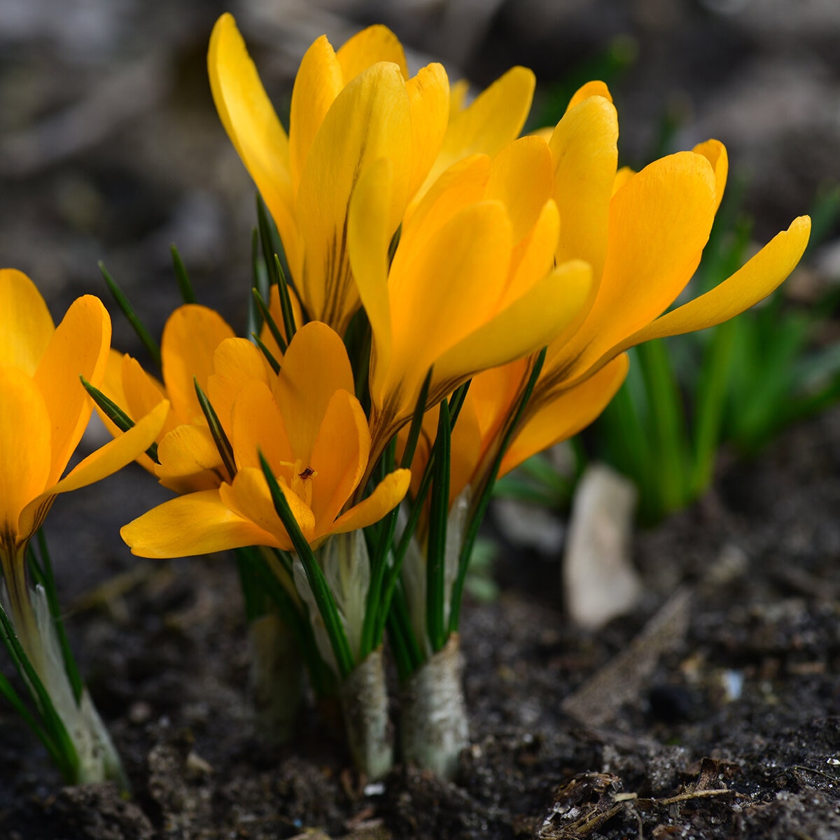 Crocus Bulb Flavus Golden Yellow Large Flowering Crocus | SiteOne US