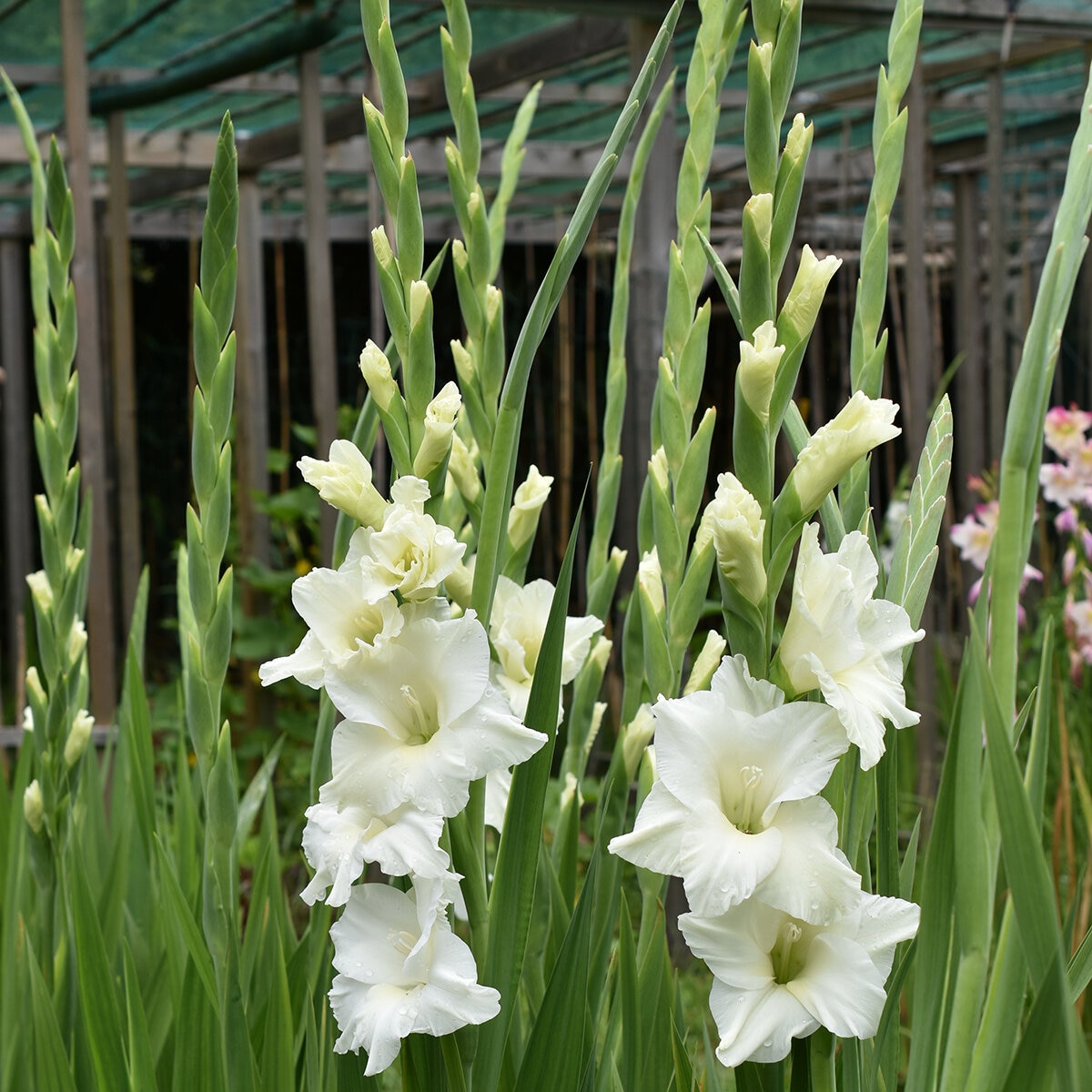 Gladiolus Bulb White Prosperity Sword Lily 12/14 | SiteOne US