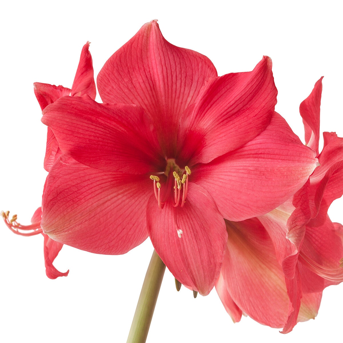 Hippeastrum Bulb Dutch Pink Surprise Amaryllis | SiteOne
