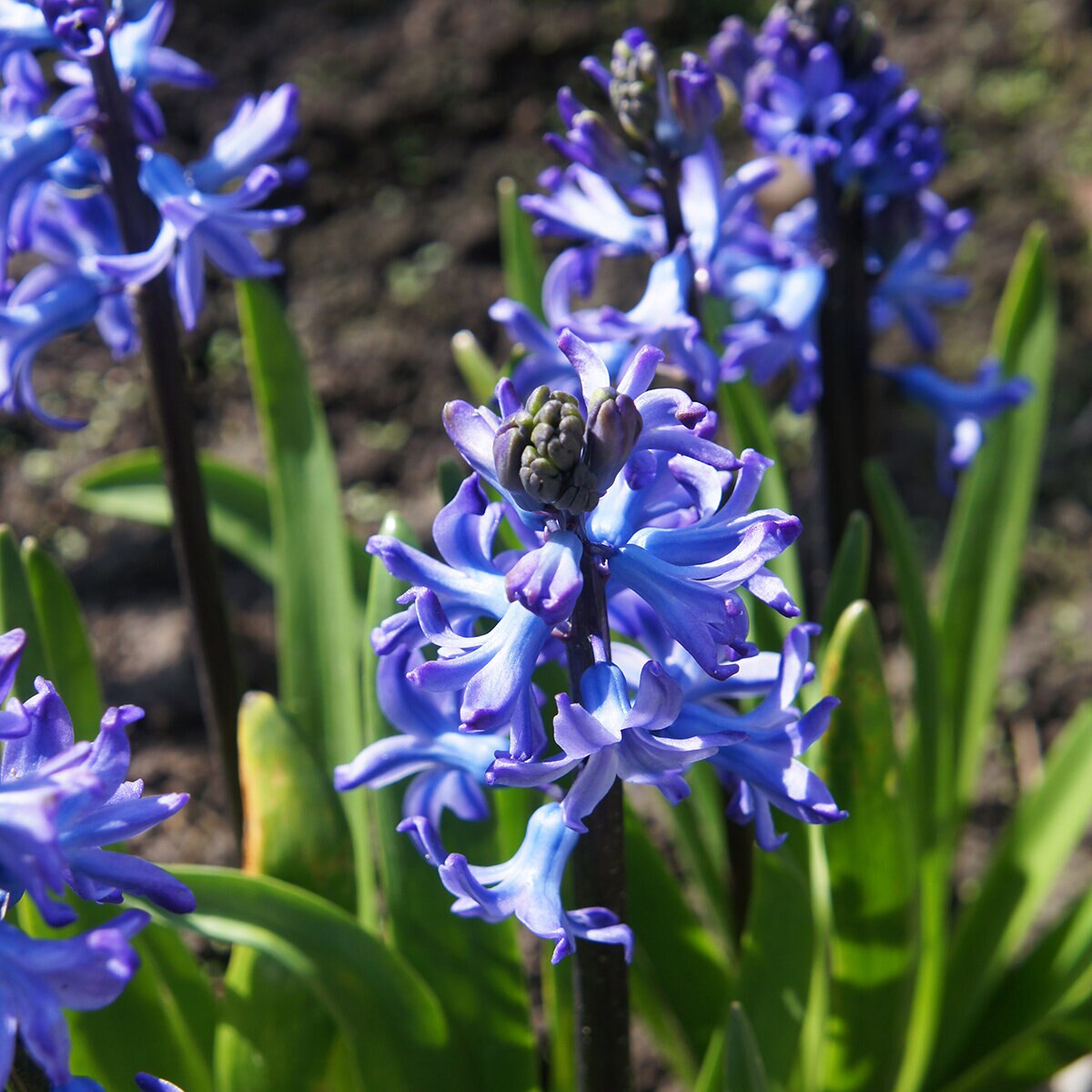 Hyacinthus Bulb Orientalis Peter Stuyveant Hyacinth | SiteOne US