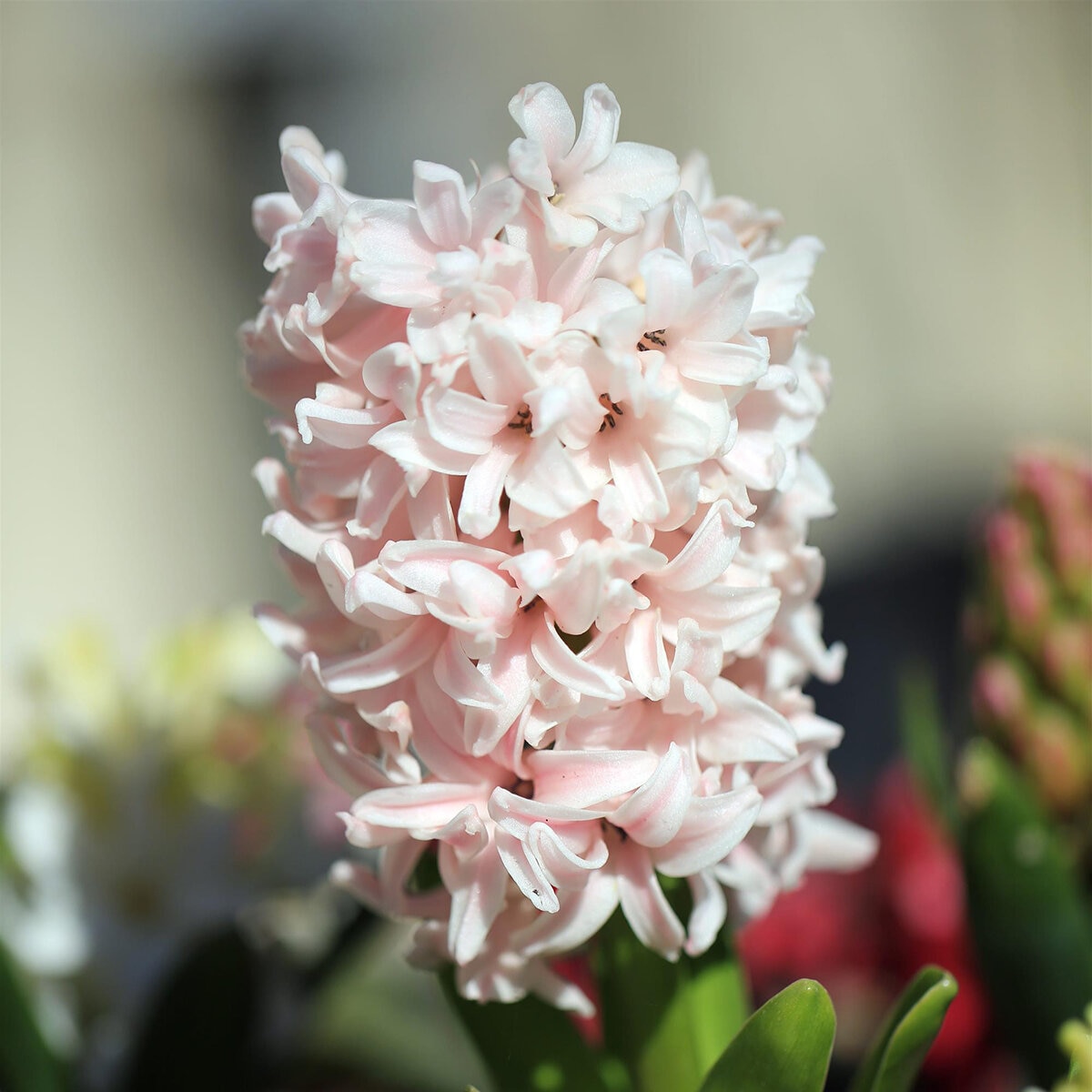 Hyacinthus Bulb Orientalis Pink Surprise Hyacinth | SiteOne US