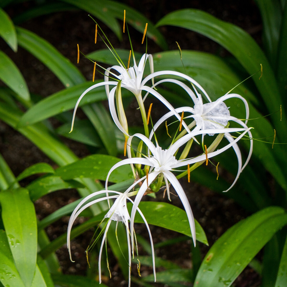 Hymenocallis Bulb Littoralis Beach Spider Lily | SiteOne US