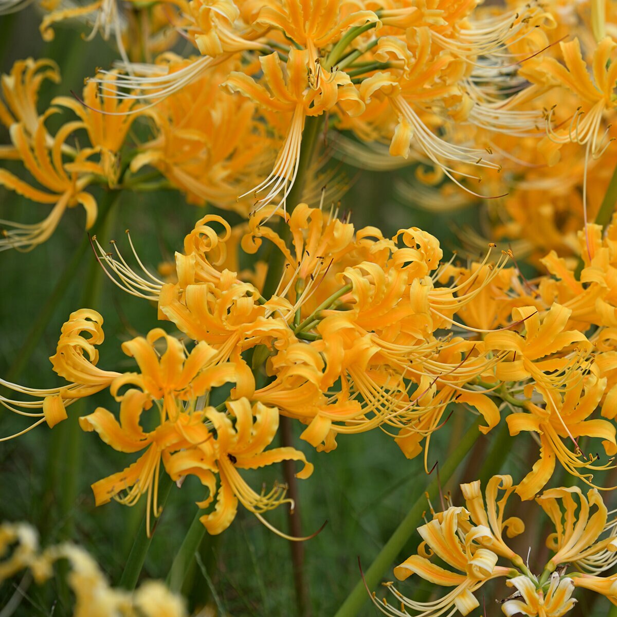 Lycoris Bulb Aurea Yellow Spider Lily | SiteOne US