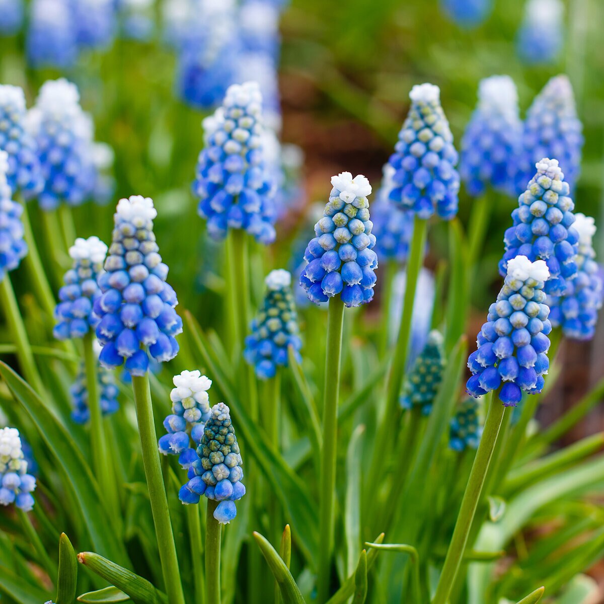 Muscari Bulb Aucheri Ocean Magic Grape Hyacinth | SiteOne