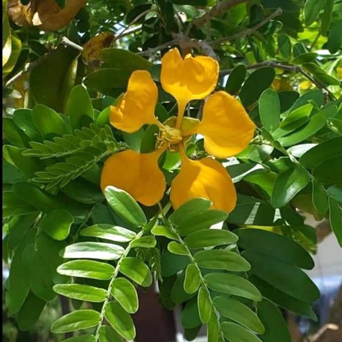 Bulnesia Arborea Verawood | SiteOne US