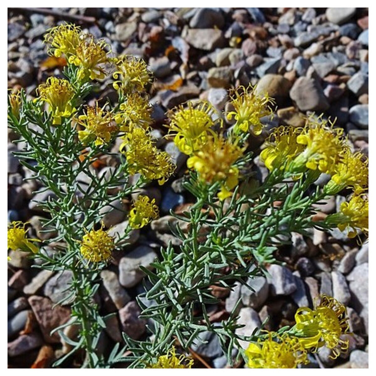 Ericameria laricifolia Turpentine Bush | SiteOne US
