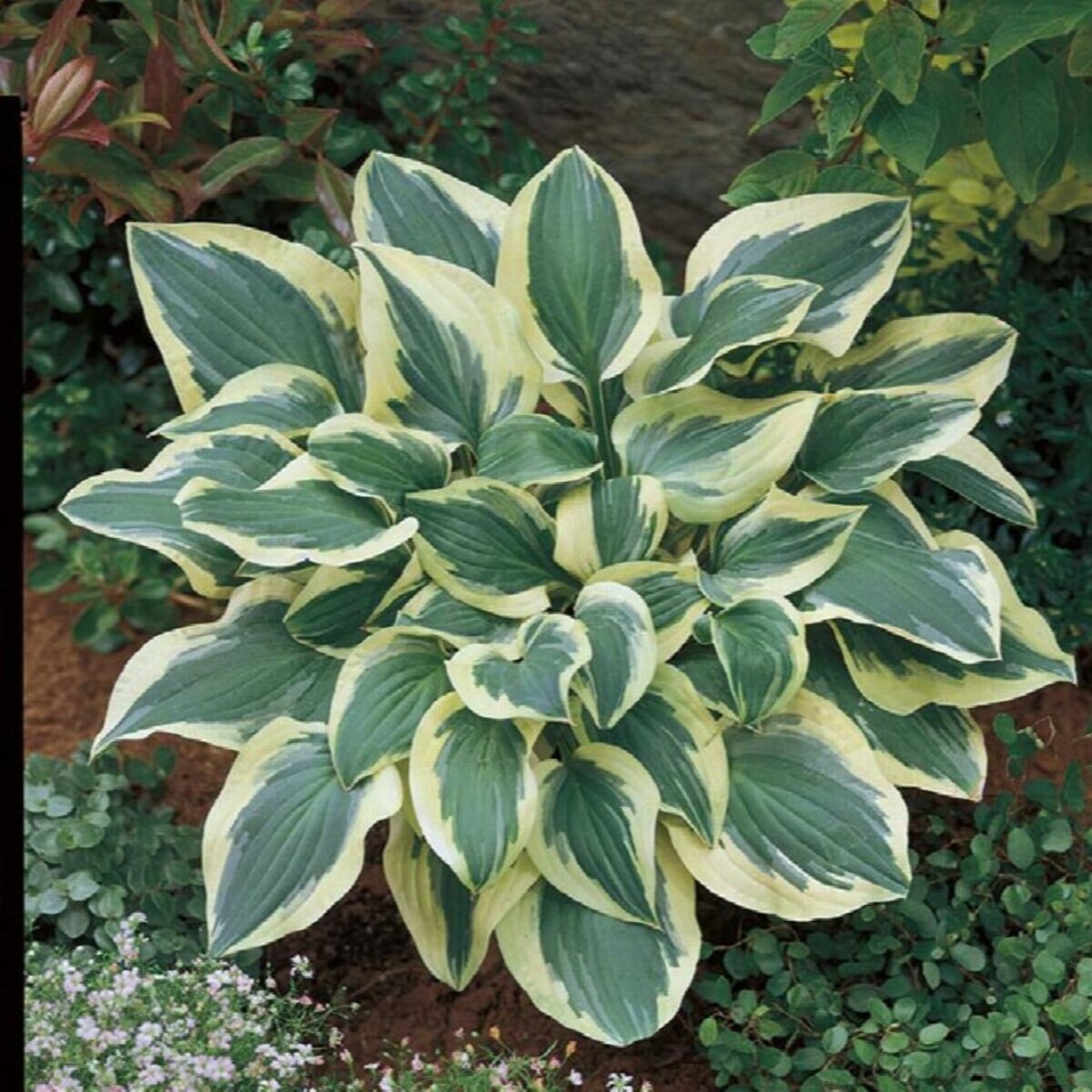 Hosta x Pilgrim Plantain Lily | SiteOne