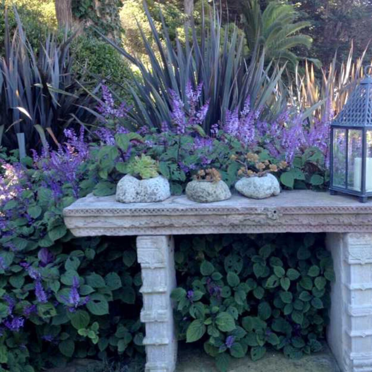 Plectranthus ciliatus Zulu Wonder Blue Spur Flower | SiteOne US